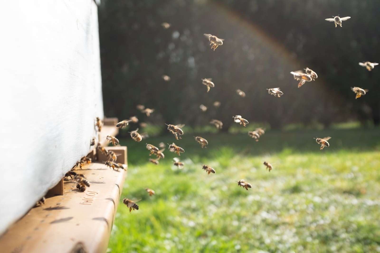 ¿Dónde viven las abejas y por qué es importante su hábitat?