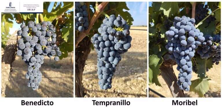 Investigadores de Castilla-La Mancha Descubren Variedades de Vid ...